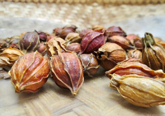 ZHI ZI (梔子 – Gardeniae, Fructus) - Chinamed-Koeln